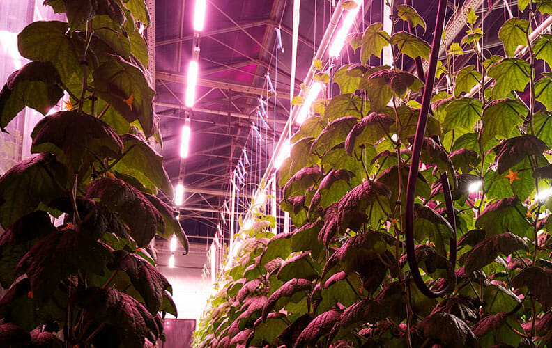 Fluence VYPR 3P LED Toplight – Growhaus USA